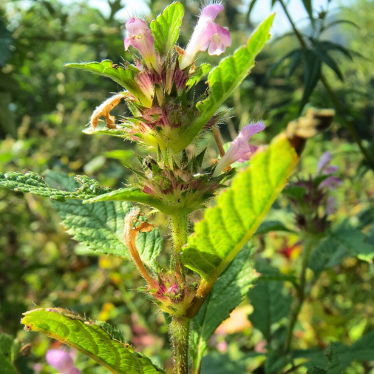 Common hemp-nettle (Galeopsis tetrahit) | Terre promise